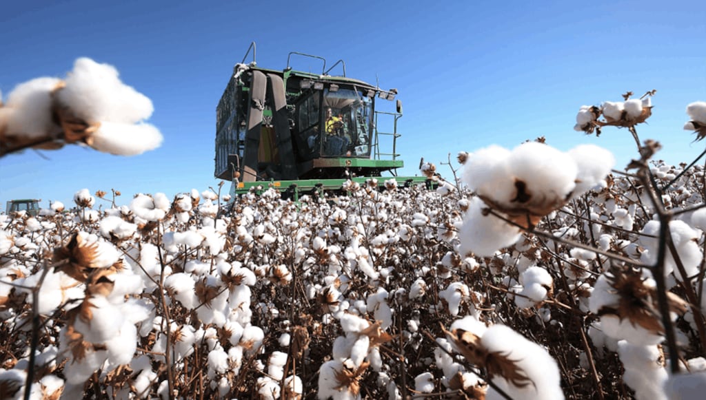 Egypt's Famous Cotton Crop Dwindles | BoF